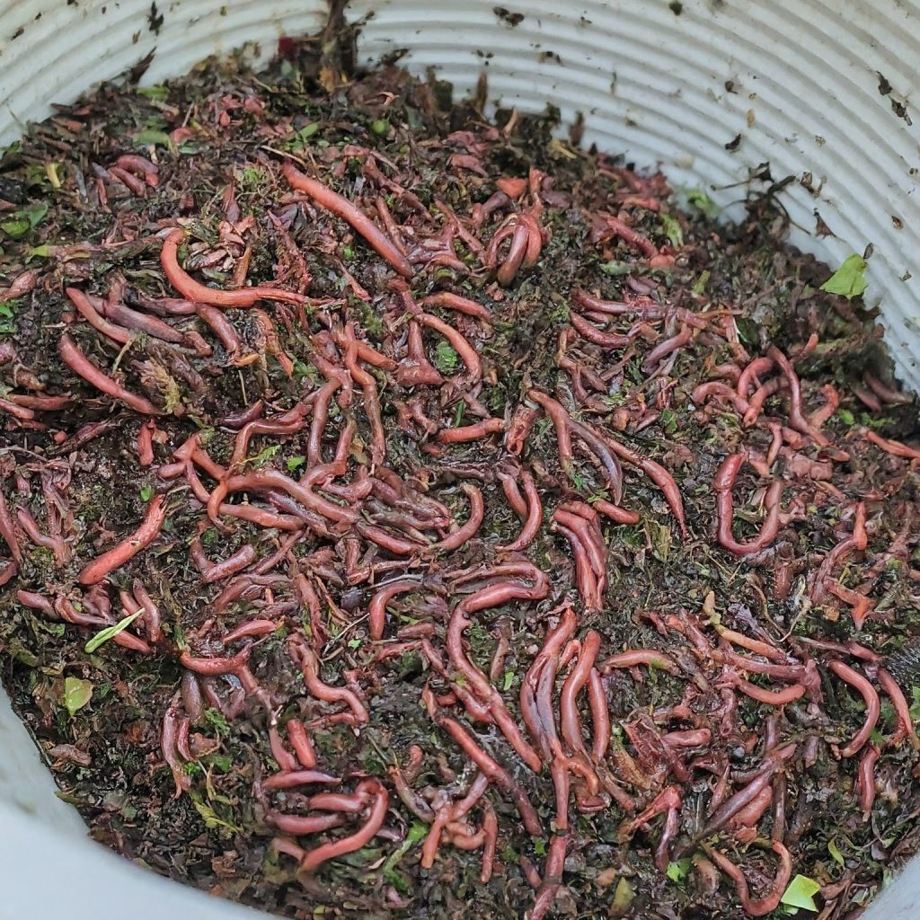 Can I Put Worms into My Compost Bin? Ultimate Guide for Success – buzzlyo