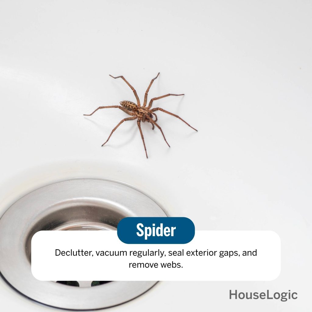 Can You Vacuum Spiders: Effective Tips to Remove Them Safely – buzzlyo