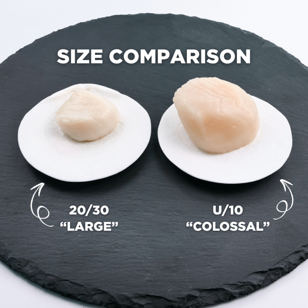 How Long Can You Freeze Scallops: Ultimate Storage Guide – buzzlyo