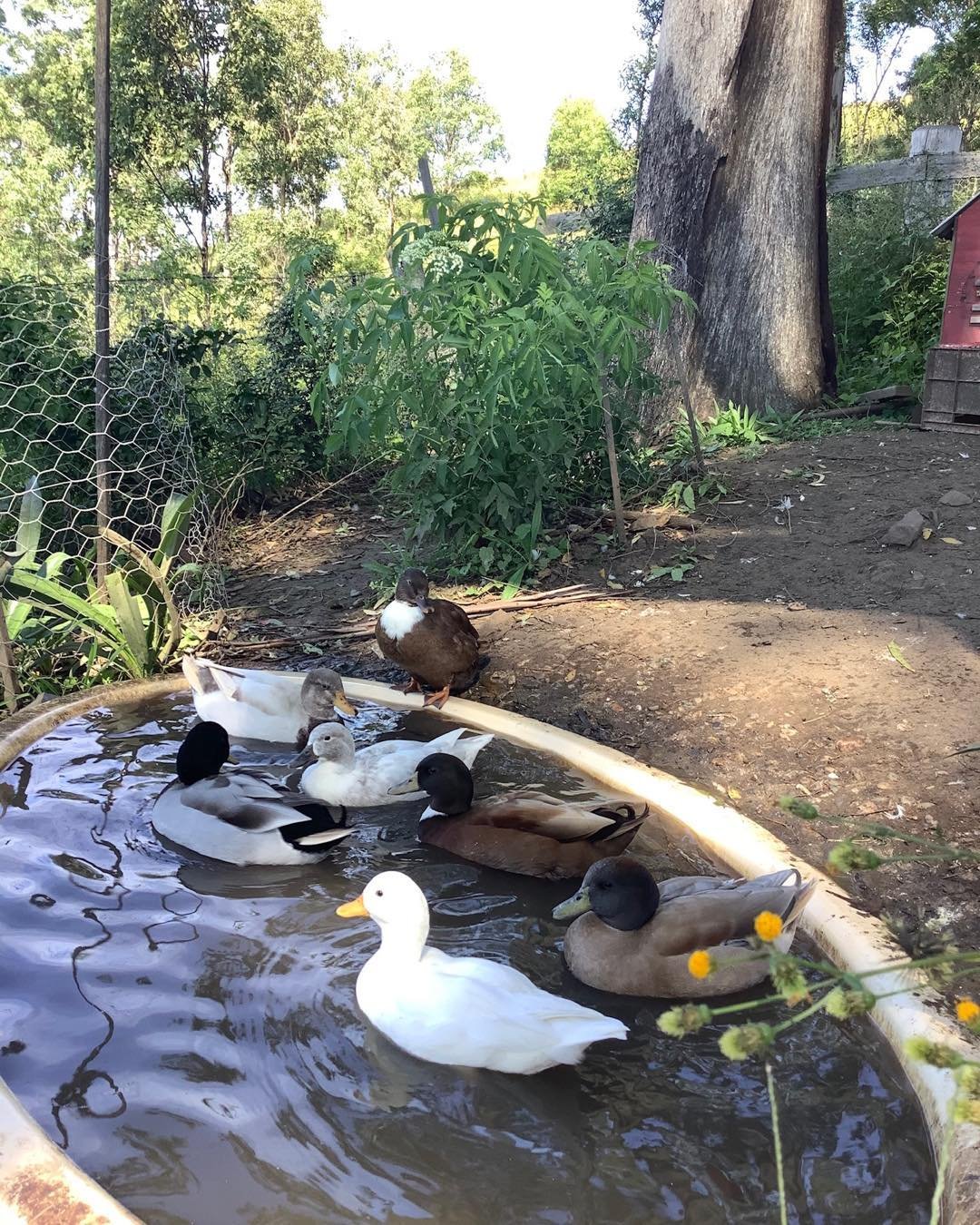 How to Keep a Duck Pond from Freezing: Essential Winter Tips – buzzlyo