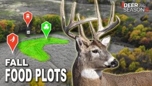 When to Plant a Food Plot: Expert Tips for Maximum Growth – buzzlyo