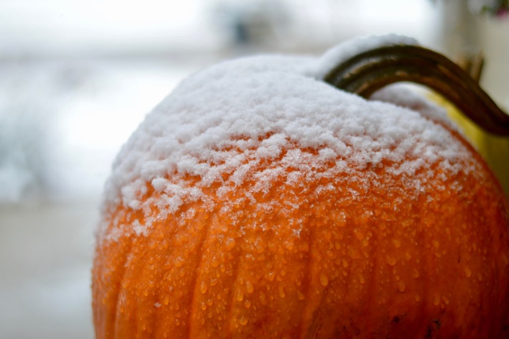 Can You Freeze Raw Pumpkin: Easy Tips for Perfect Storage – buzzlyo